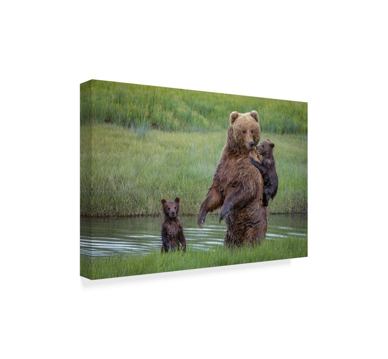 Renee Doyle 'Standing Proud' Canvas Art, 32"x22" - Rustic - Prints And ...