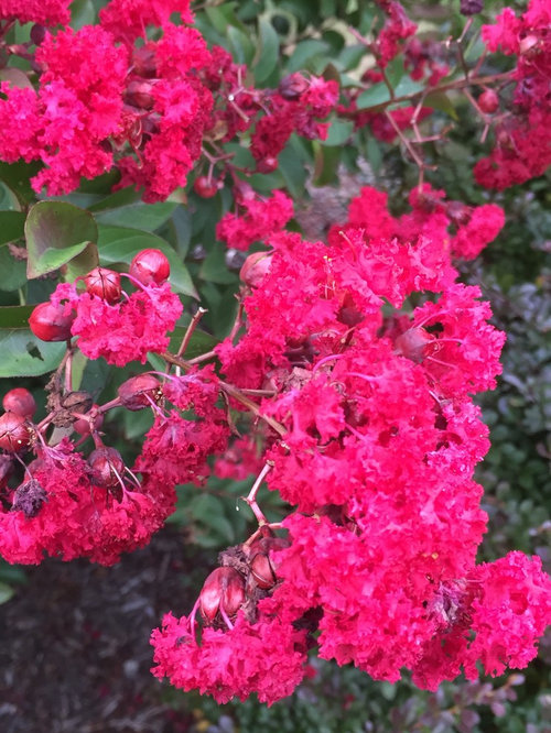 Crape myrtle identification