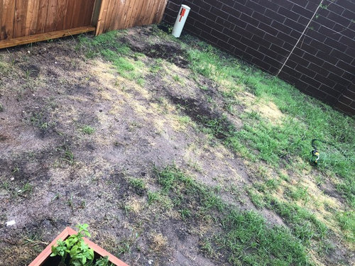 A disaster lawn! Help please!