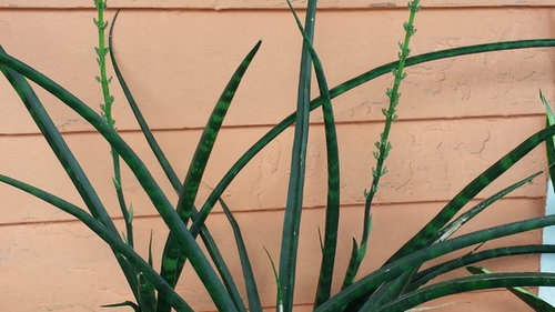 Lillian True and Fernwood flower buds