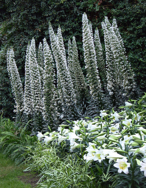 Echium Simplex Wilting After Planting