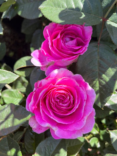 New Kordes rose here! "Raspberry Cupcake" aka KORcarmsis