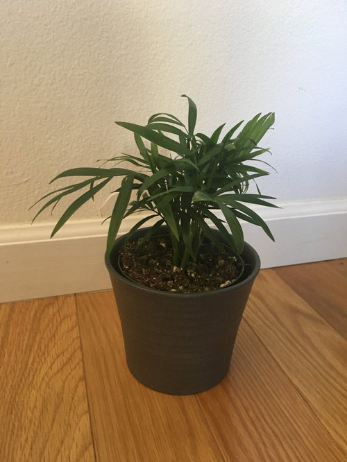 Help identifying house plants