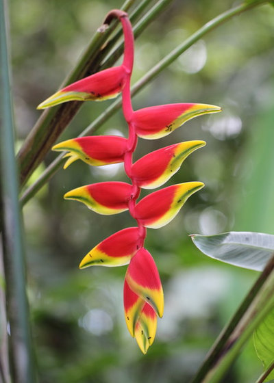 Top 10 Flowering Plants for Subtropical Gardens | Houzz NZ