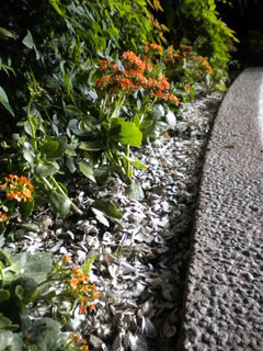 Ok, talk me out of crushed shell paths (again)