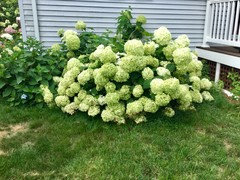Limelight Hydrangeas Falling Down