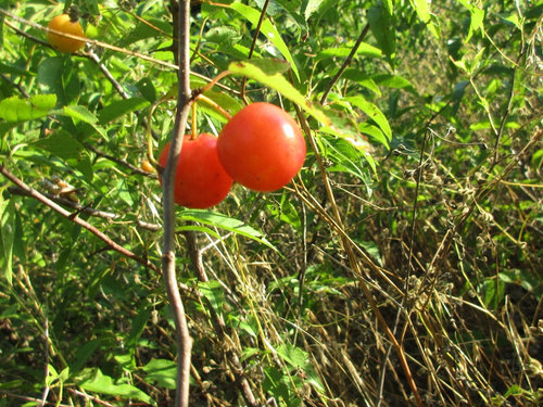 Wild Cherry Shrub?