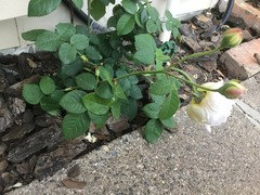 Cressida identification?