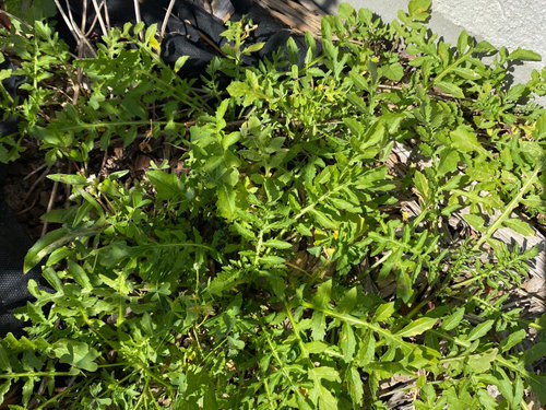 Invasive weed with underground runners in my flower beds