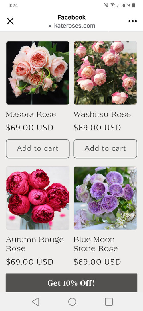 Kate roses? Japanese roses in SoCal