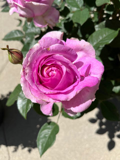 New Kordes rose here! "Raspberry Cupcake" aka KORcarmsis
