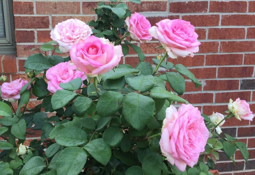Time to share your Pink Roses | Houzz Forum