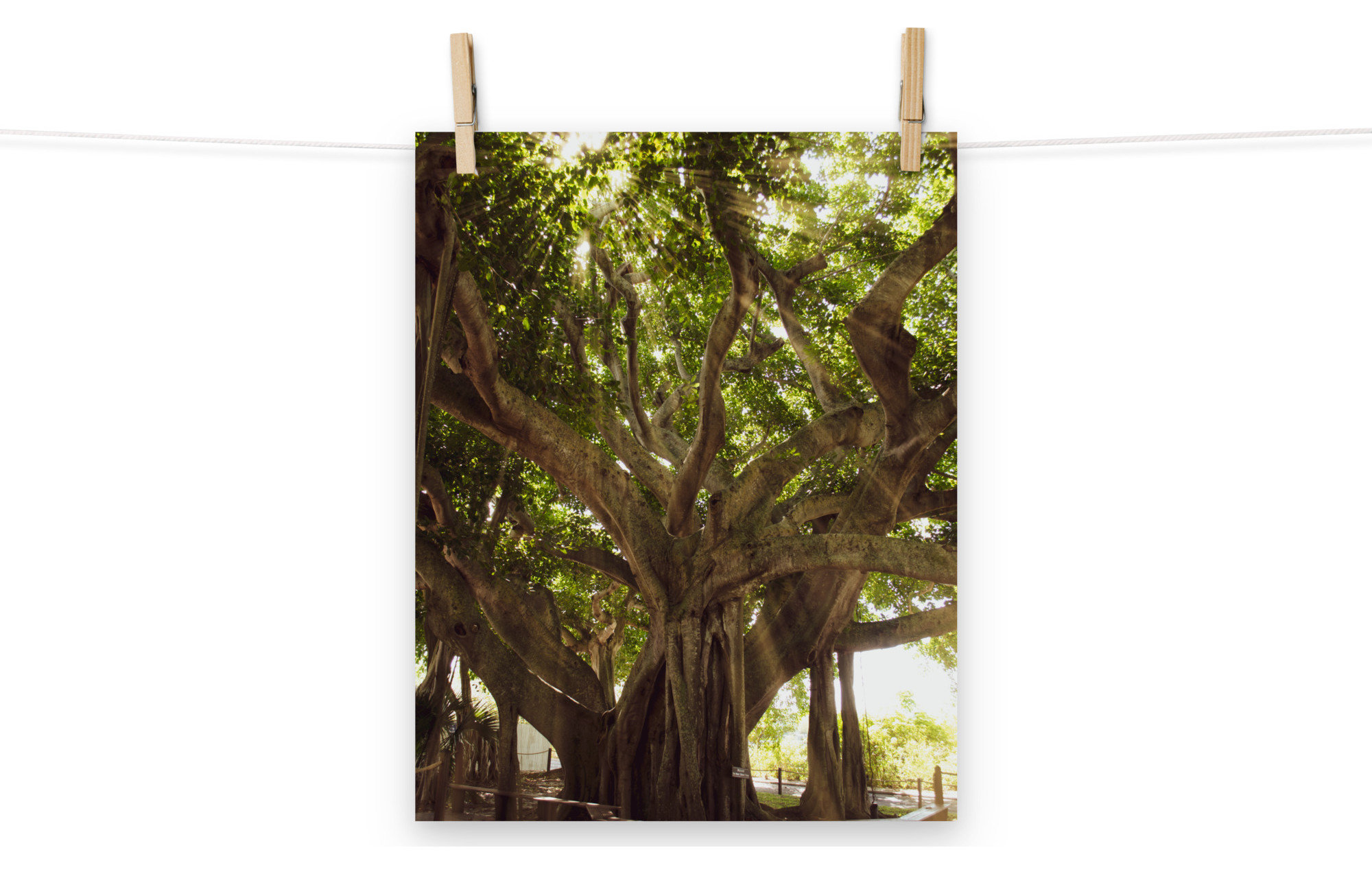 Banyan Tree With Glory Rays of Sunlight Botanical Photo Wall Art Print ...