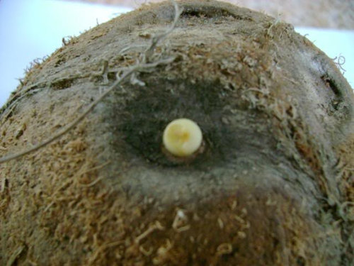 How to germinate a standard supermarket coconut