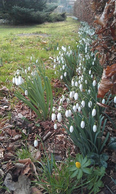 Paramongaia weberbaueri - Yellow Splendor!!