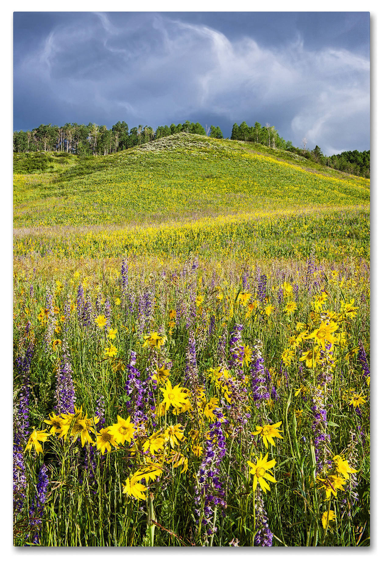 Michael Blanchette Photography 'Hillside Bloom' Canvas Art, 12"x19 ...