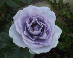 I want a rose named Nancy