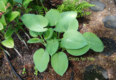 Hosta C 2023 .............................