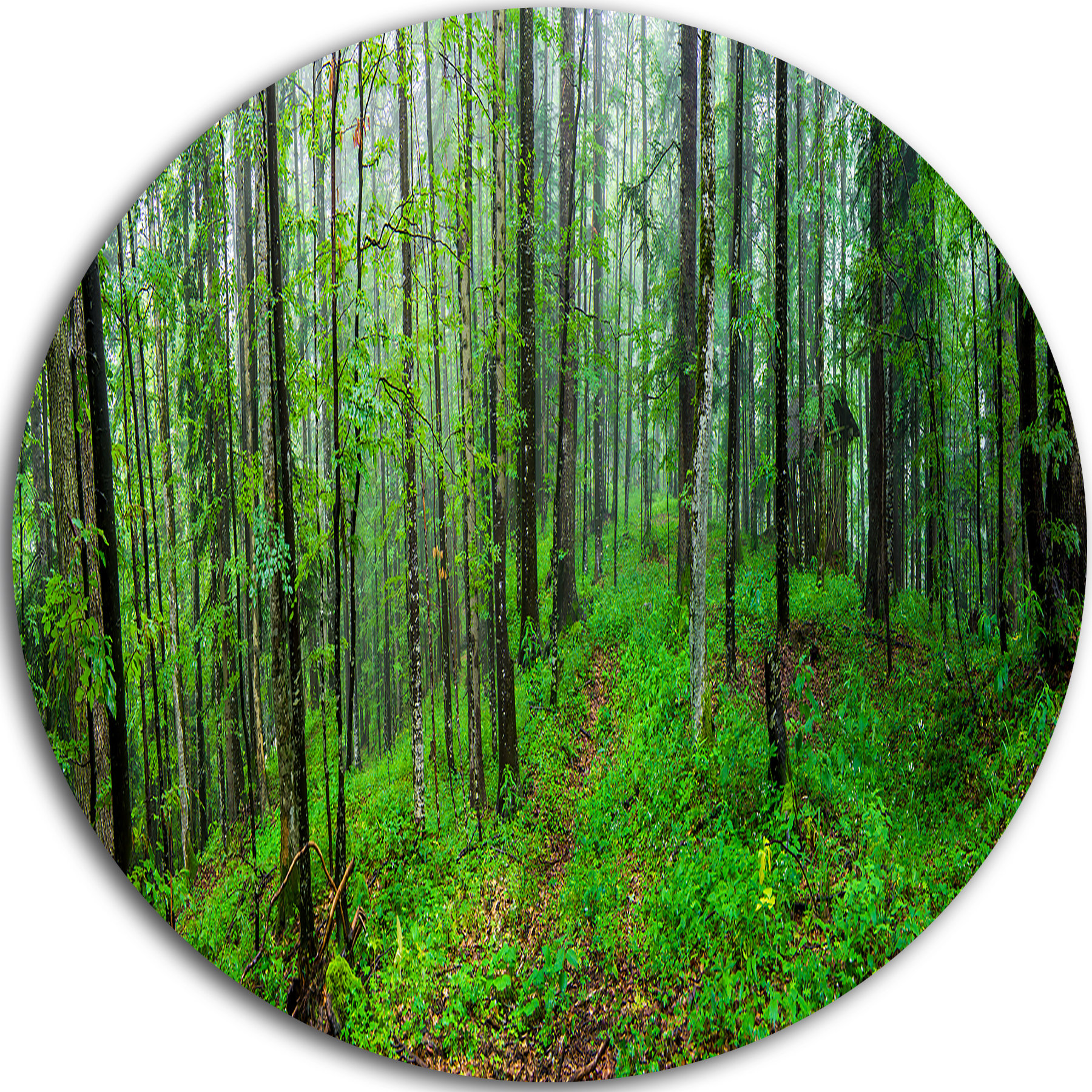 Green Wild Forest With Dense Trees, Forest Disc Metal Wall Art, Disc of ...