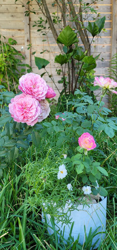 My move to California and New Garden, and Rose Videos | Houzz Forum