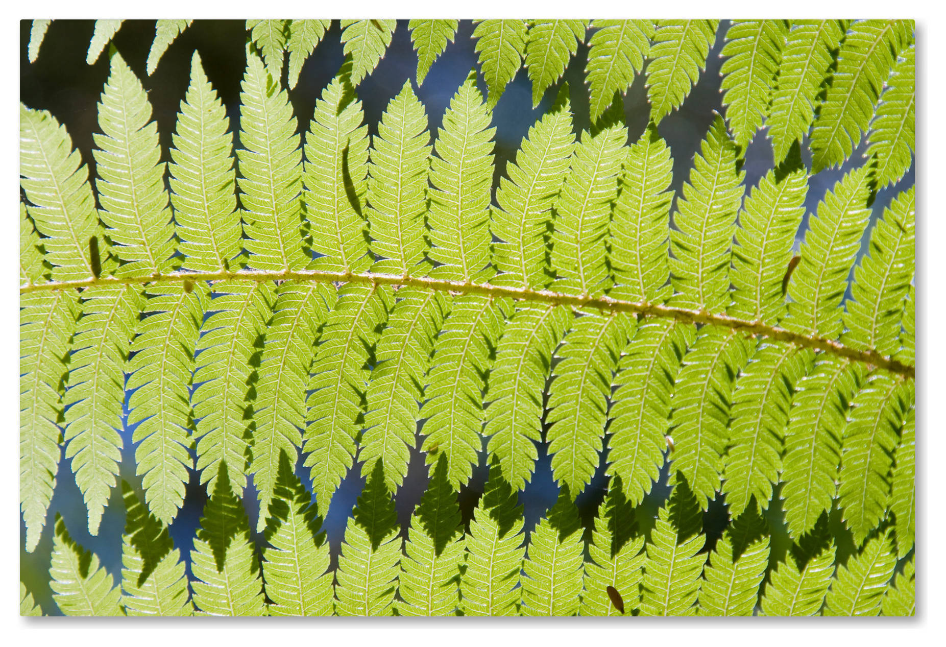 "Sharp Leaf" by Robert Harding Picture Library, Canvas Art, 12"x19 ...