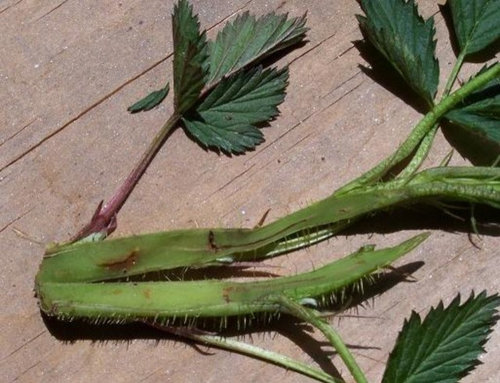 Wilting black raspberries