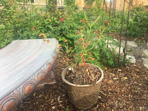 Elaine Gillet aka Gee Whiz or Geewizz