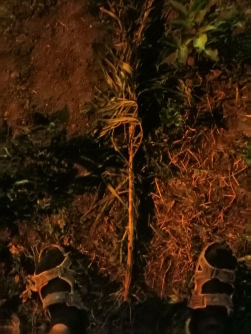 What is this toxic weed that kills worms/moles?