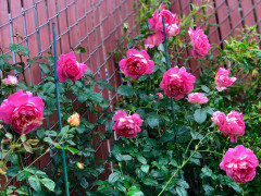 True bloom Roses