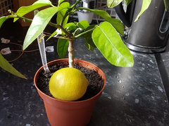Why is my lemon tree not growing any branches?
