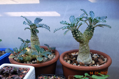 Dorstenia lavrani finally blooms