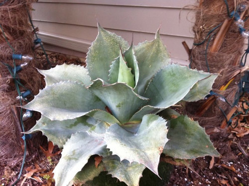 Please help ID hardy Agave