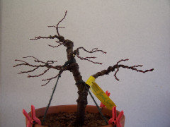 staking young Japanese maple trees