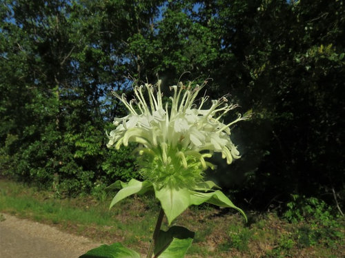 Monarda luteola (Yellow-flower Beebalm)