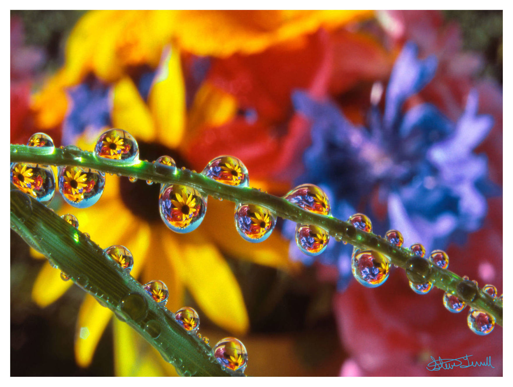 Steve Terrill Reflections in Dew Drops Art Print, 18"x24 ...