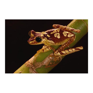 "Chachi Tree Frog adult, Choco Rainforest, Ecuador" Paper Art, 32"x22 ...