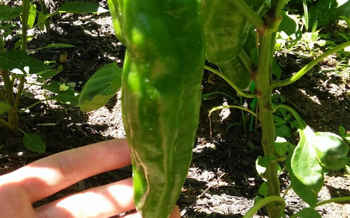 What are these big peppers? And these upright growing ones?