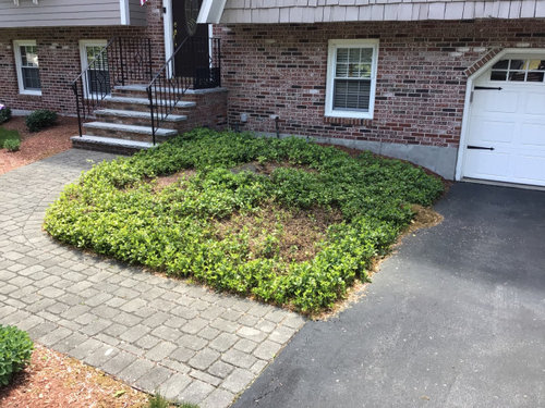 Addendum to “Front of house landscaping”