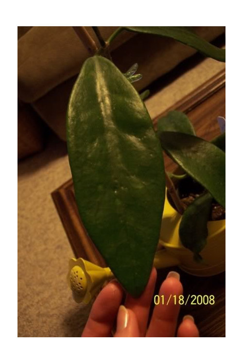 Hoya Pachyclada and Hoya Meliflua ssp. Fraterna