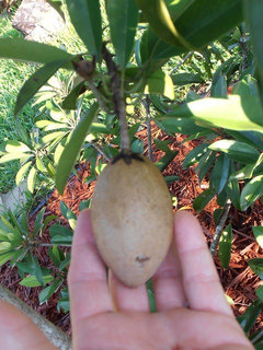 Sapodilla (Brown Sugar Fruit) Seedlings Question