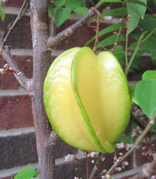 Does this sound like a Fwang Tung Carambola?