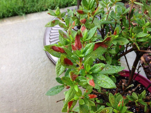 Encore Azalea Problems; Sunburn??