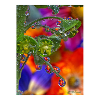 Steve Terrill Multi Colored Dew Drops Art Print, 9"x12" - Contemporary ...