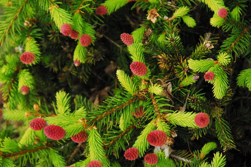 Pusch Dwarf Norway Spruce - Cutest conifer ever!