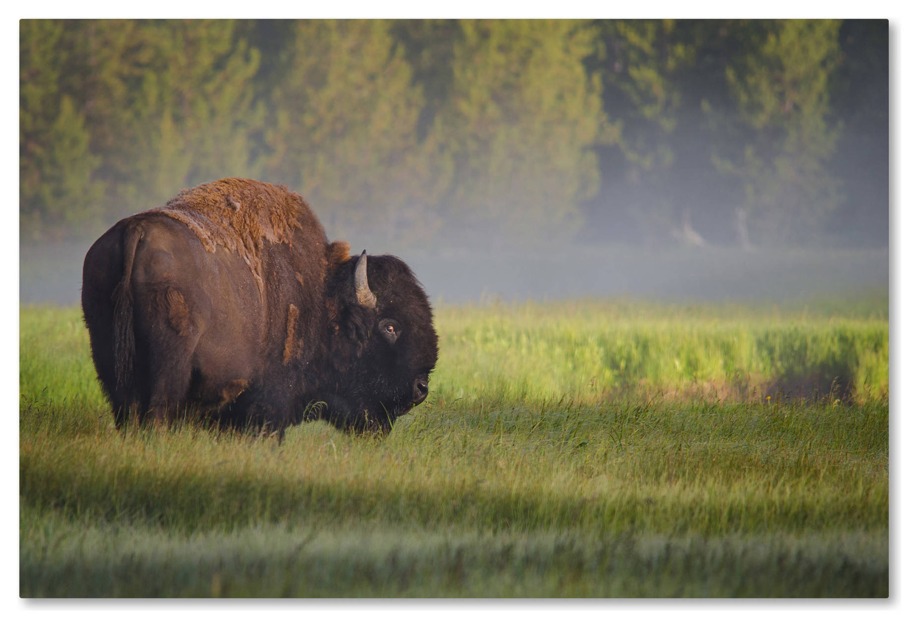 Sandipan Biswas 'Bison In Morning Light' Canvas Art, 16x24 ...