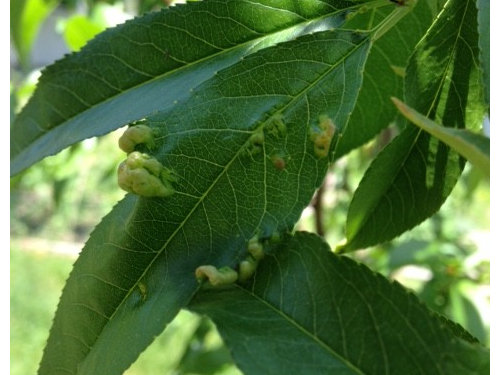 Peach Pests (with Photos)