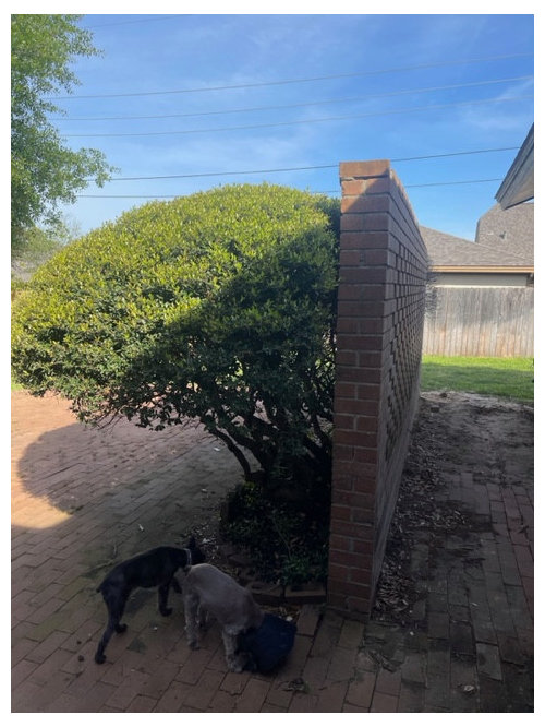 Landscaping Dilemmas = to remove or not to remove??