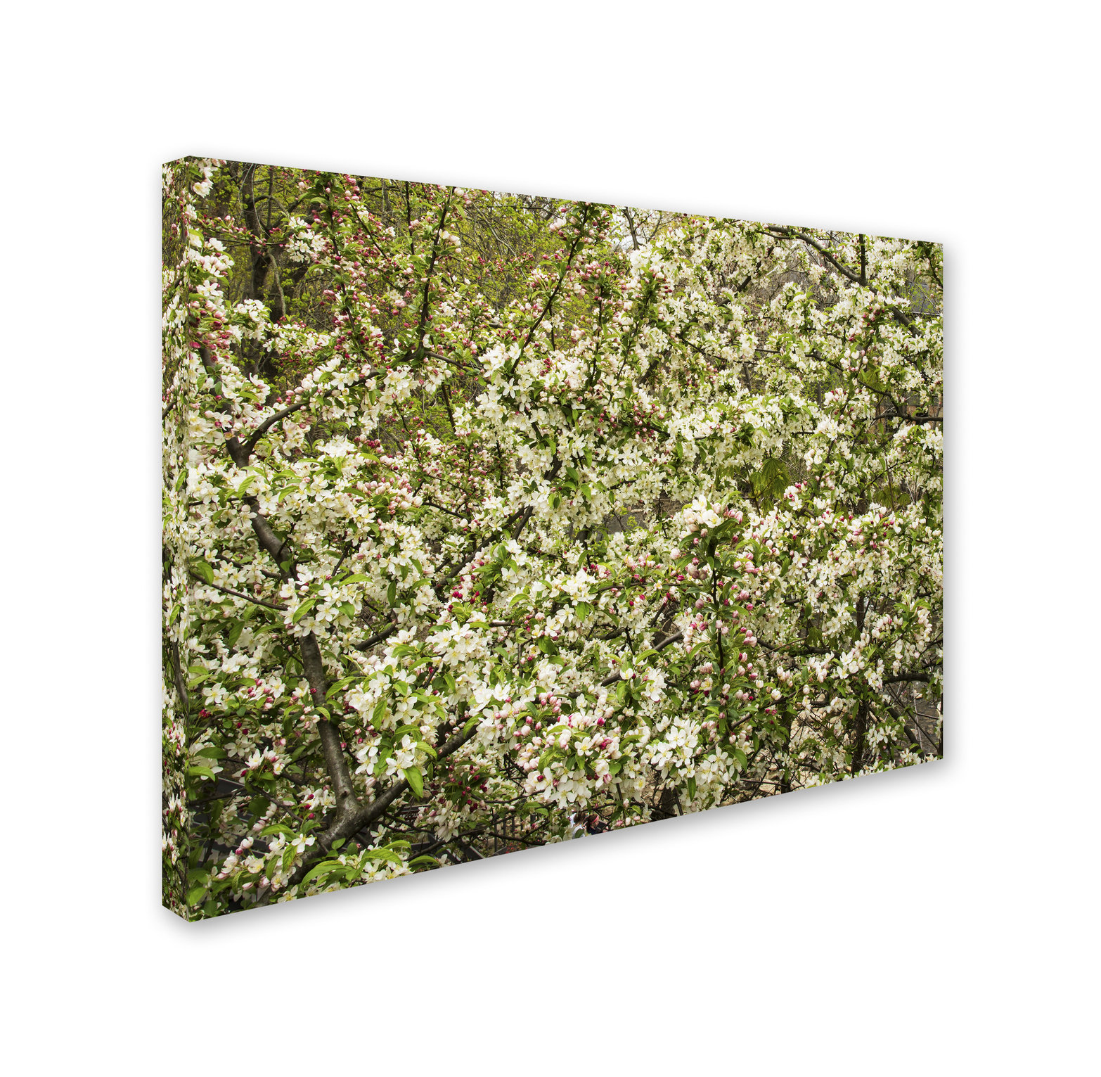 Kurt Shaffer 'Apple blossoms III' Canvas Art, 47"x35" - Contemporary ...