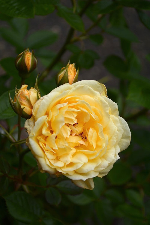 A New Rose, Edith's Darling