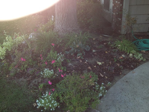 Planting around tree with lots of roots